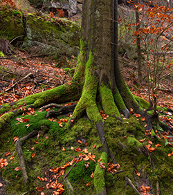 Roots Down, Branches Up: The Astrology of 2024 | Urania's Well Astrology